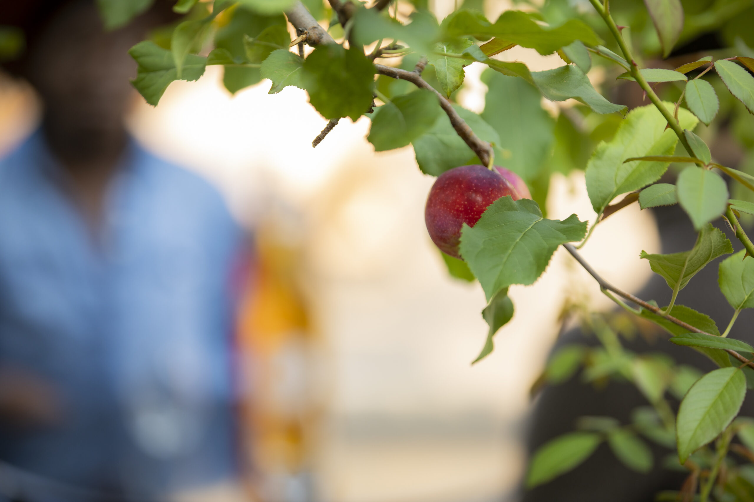 A Catalyst for Cider: Diane Flynt - Virginia Wine Blog
