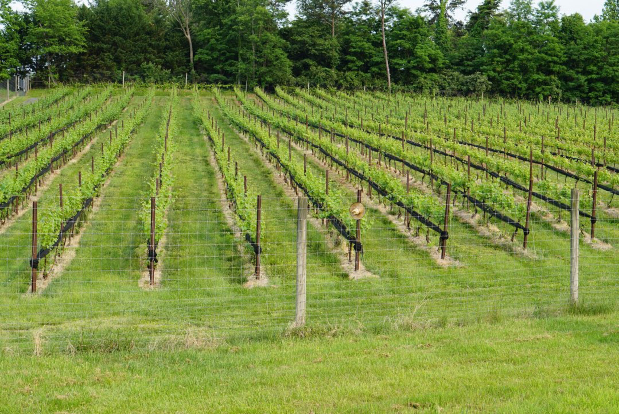 A Look at What's Happening in Virginia's Vineyards
