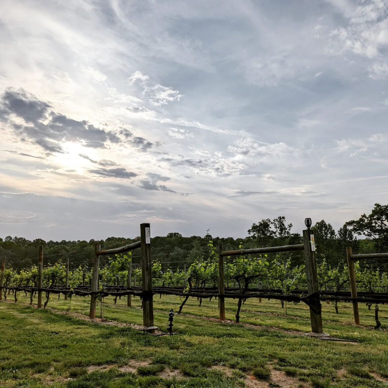 A Look at What's Happening in Virginia's Vineyards