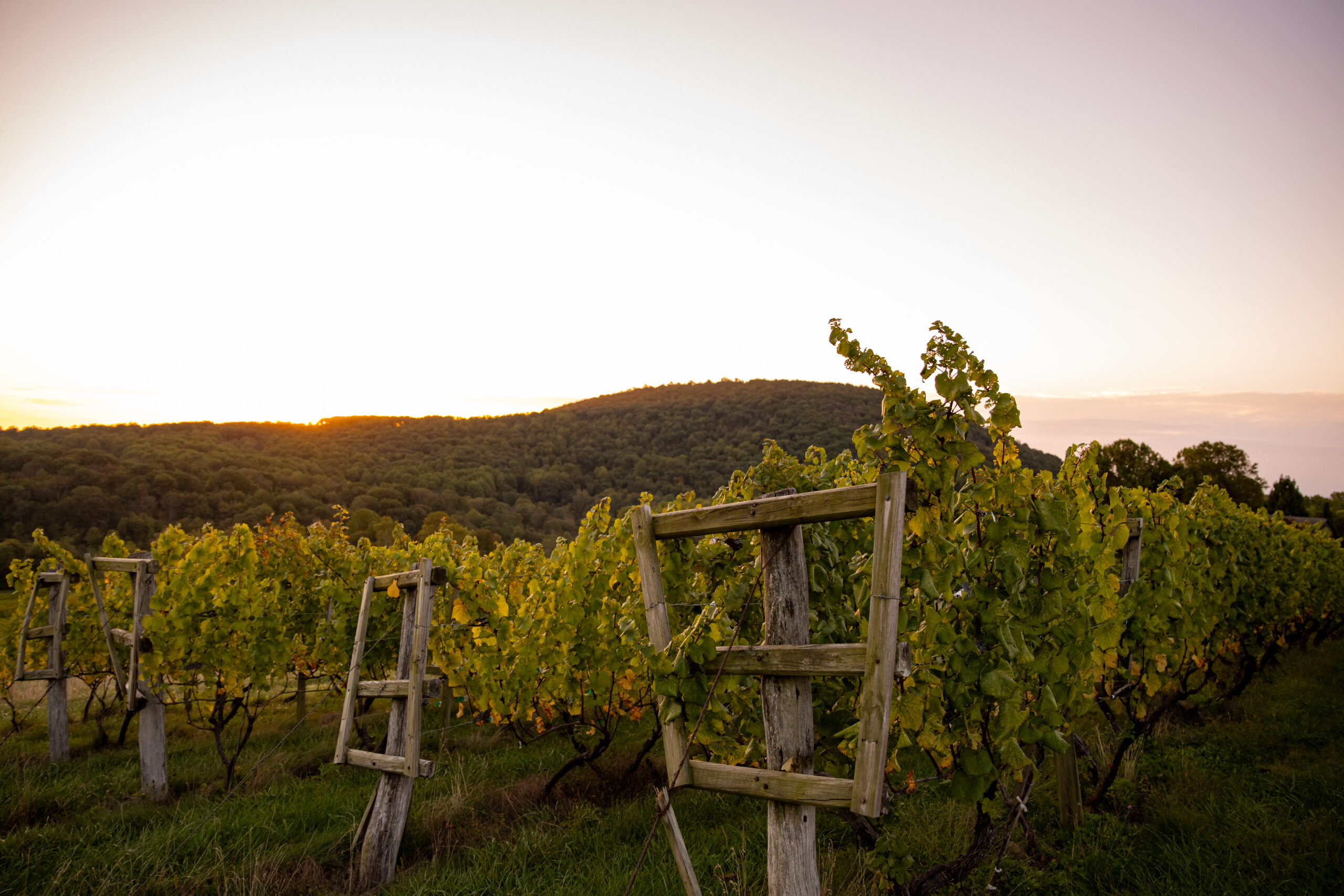 Wine Simplified: Vine Growth Cycle - Virginia Wine Blog